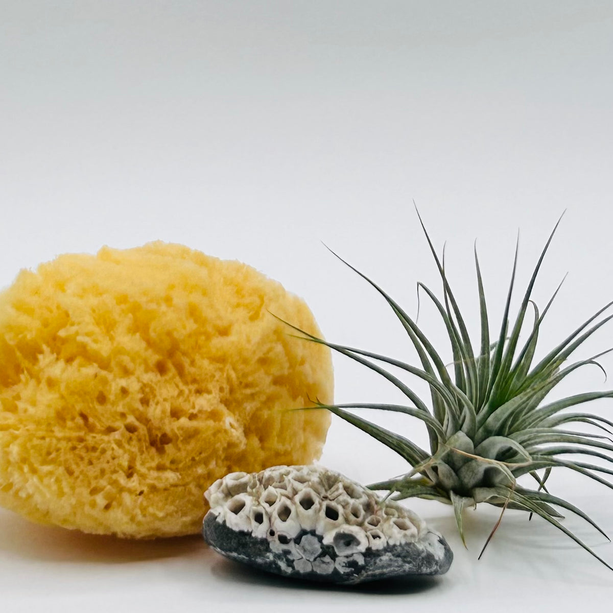 TOA Waters, Sea Sponge – Bee Zero Plastic